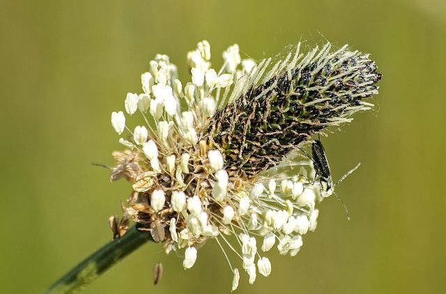 Jitrocel kopinatý | Účinky, použití, info