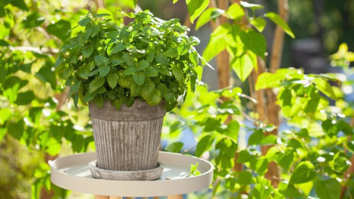 Bylinky a feng shui – jak je rozmístit doma