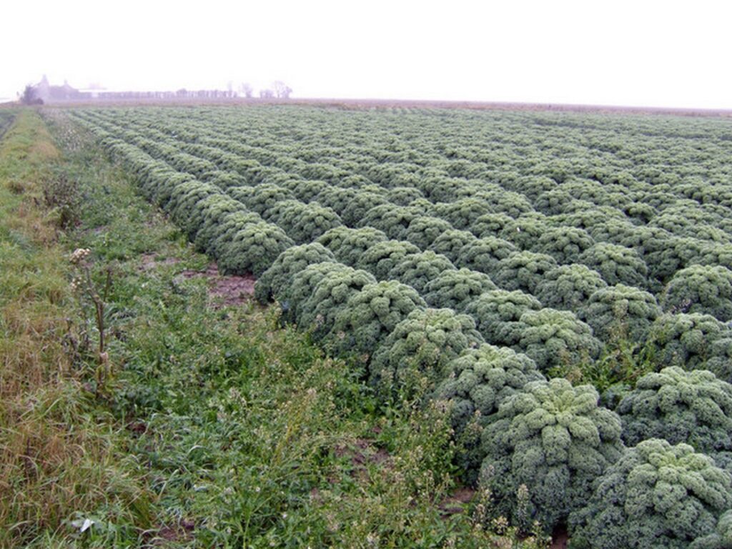 Kadeřávek (kale) jako zdroj vitamínu K a antioxidantů: zelená síla pro ...